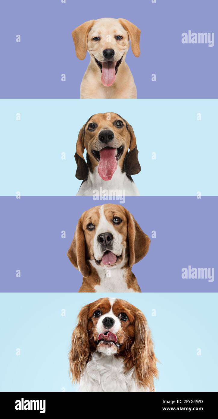 Art collage made of funny dogs different breeds on multicolored studio ...