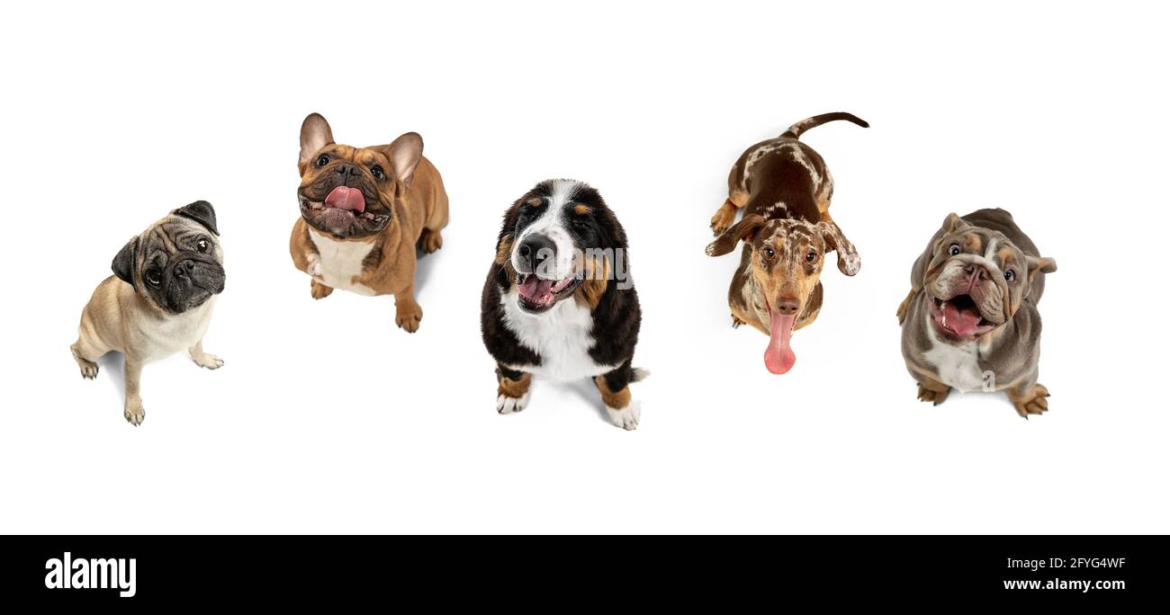 Art collage made of funny dogs different breeds posing isolated over white studio background ...