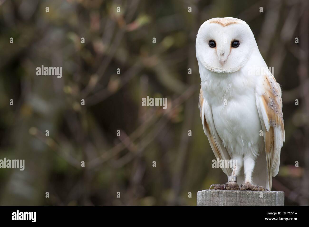 Barn owl perching hi-res stock photography and images - Alamy