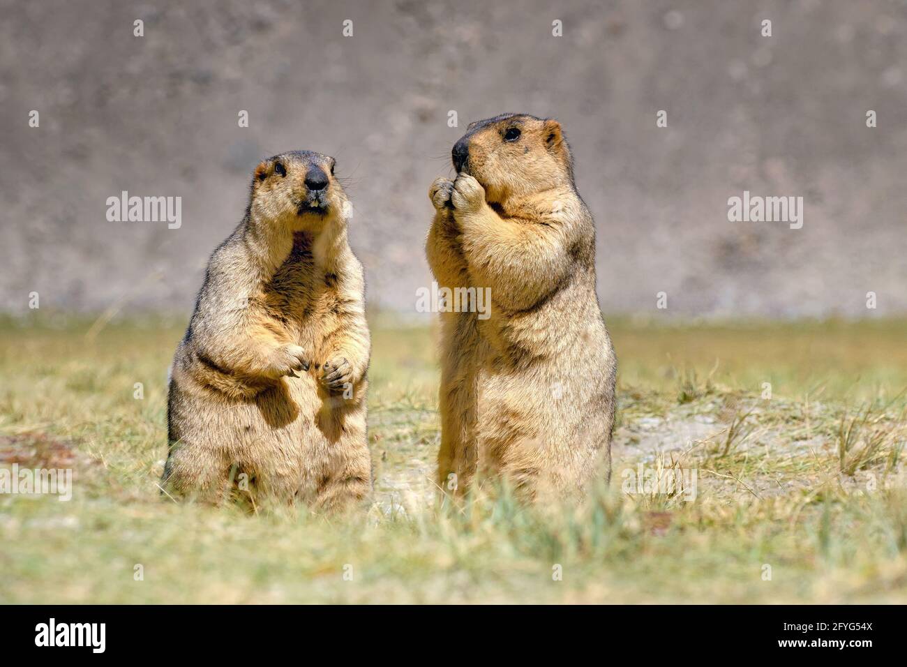 Himalayan marmots -Marmota himalayana, pair standing and eating in open ...