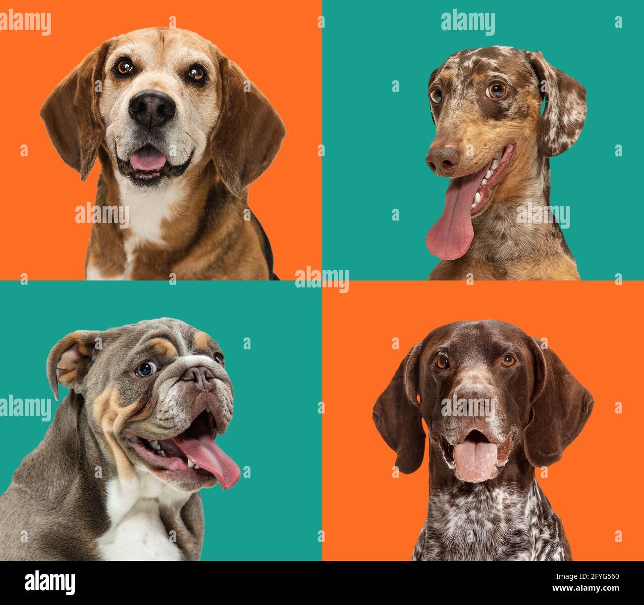 Art collage made of funny dogs different breeds on multicolored studio ...