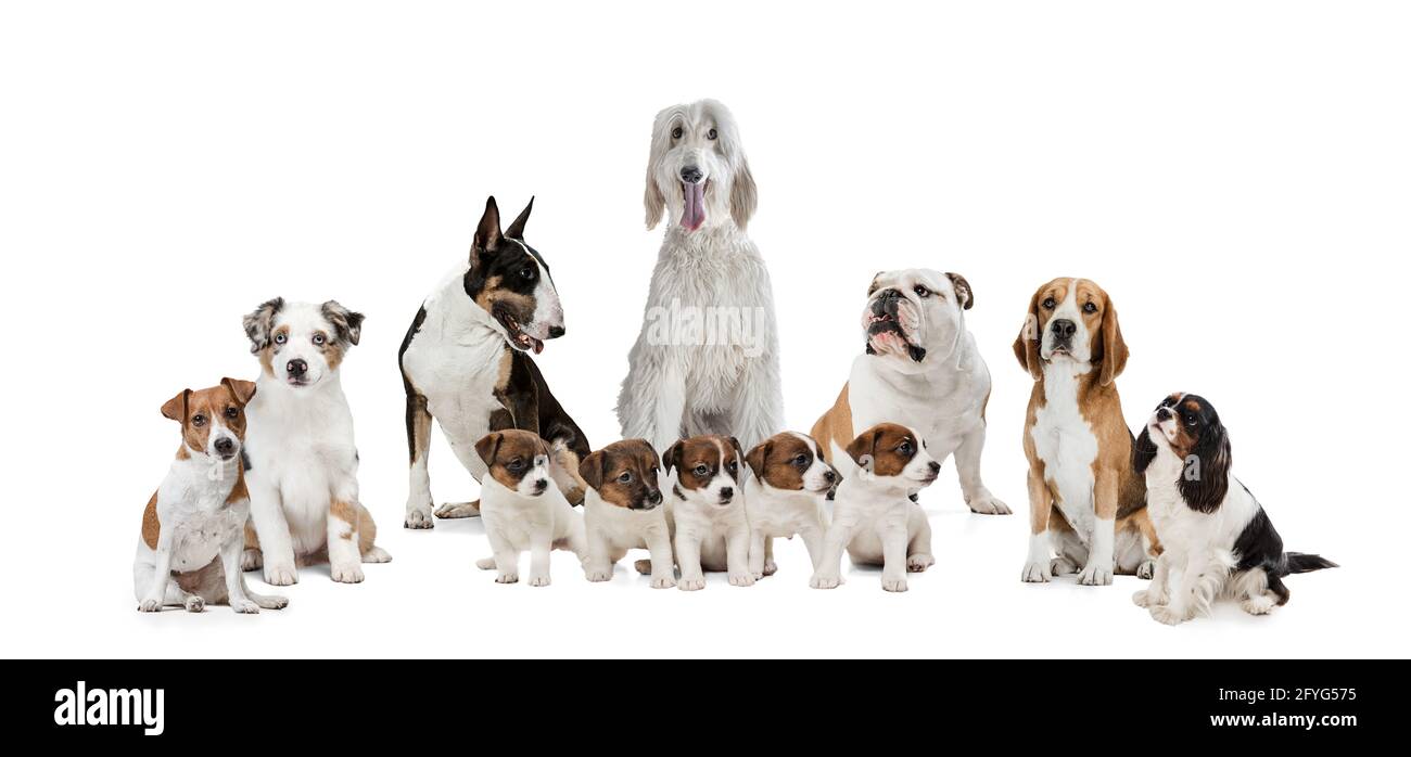 Art collage made of funny dogs different breeds posing isolated over white studio background ...