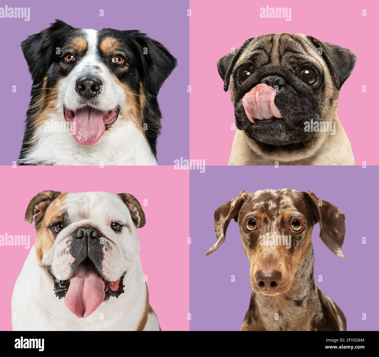 Art collage made of funny dogs different breeds on multicolored studio ...