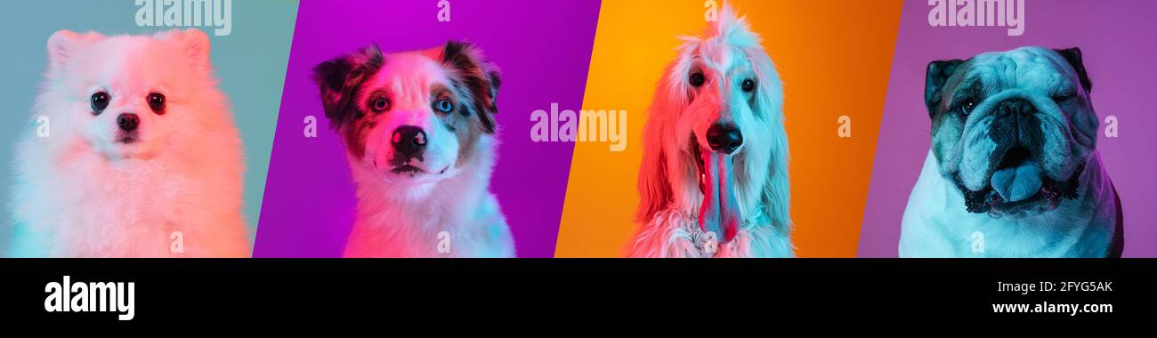 Art collage made of funny dogs different breeds on multicolored studio ...