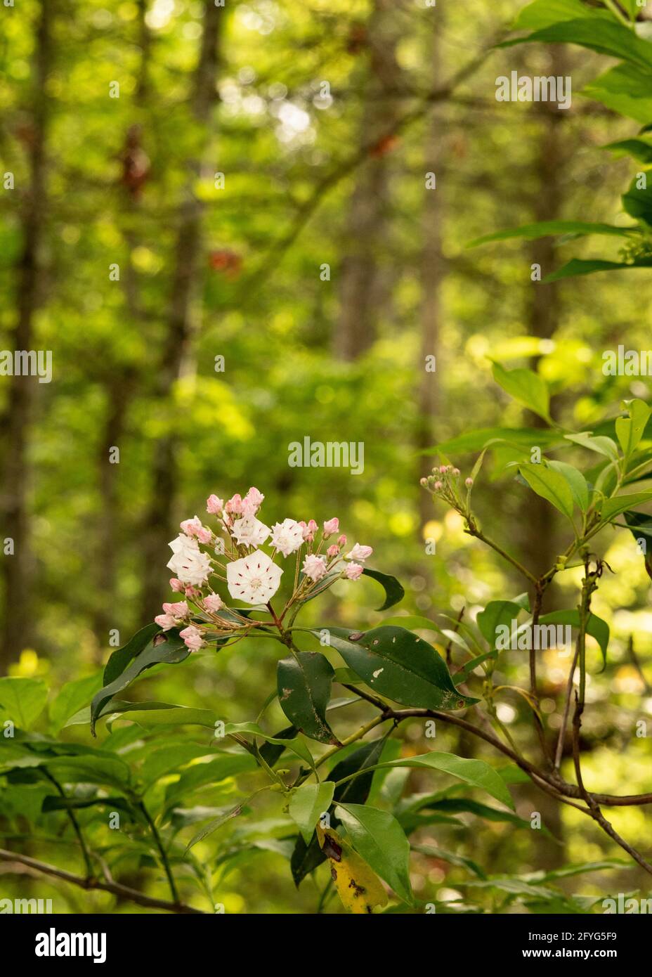 Mountain Laurel growing in the woods in Northern Georgia, USA Stock ...