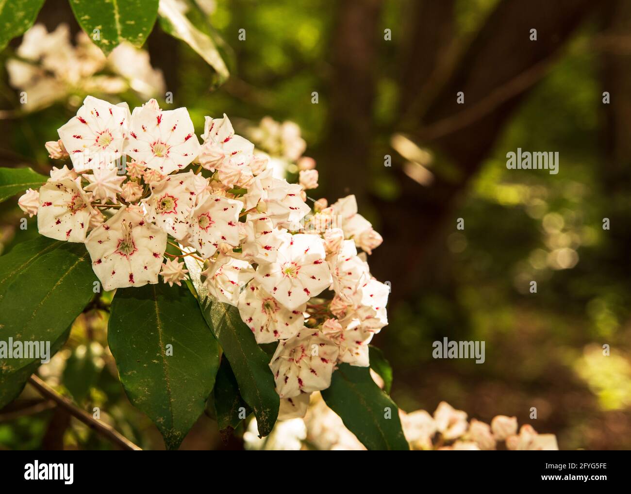 Mountain Laurel growing in the woods in Northern Georgia, USA Stock ...
