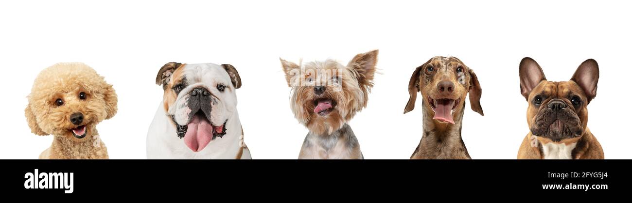 Art collage made of funny dogs different breeds posing isolated over ...