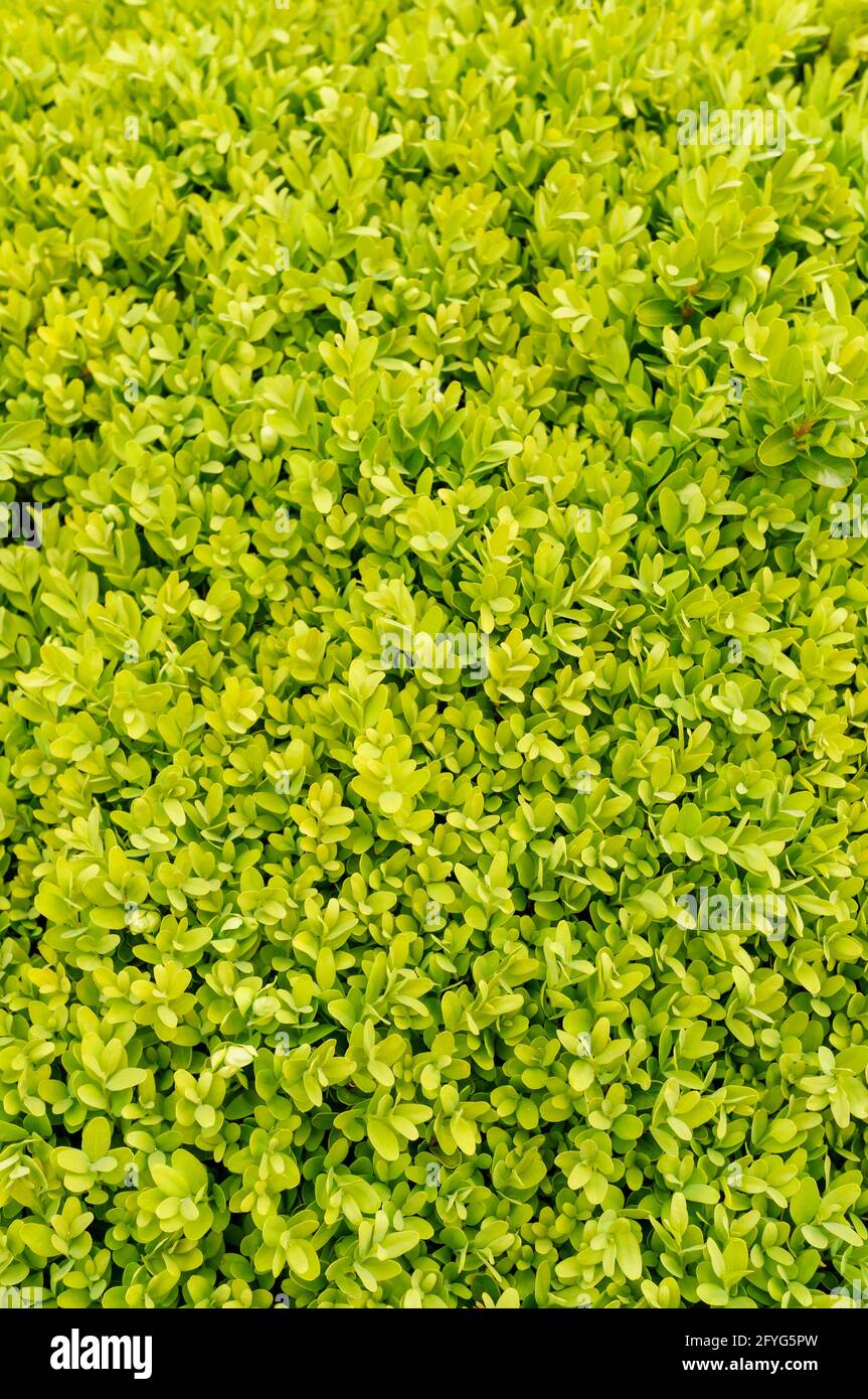 Beautiful background of Boxwood (Buxus sempervirens Stock Photo - Alamy