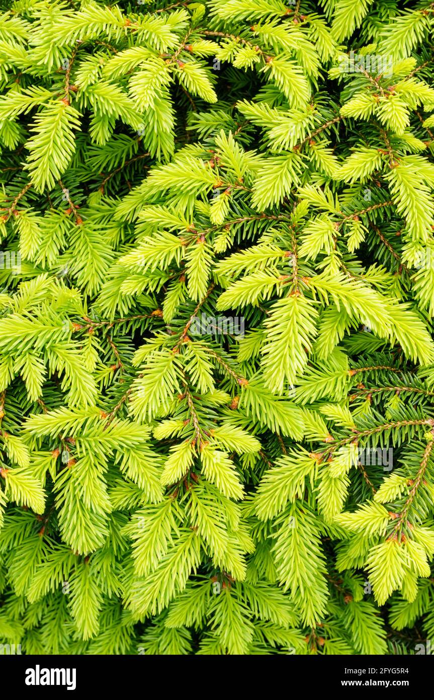 Green background of spruce branches Stock Photo - Alamy