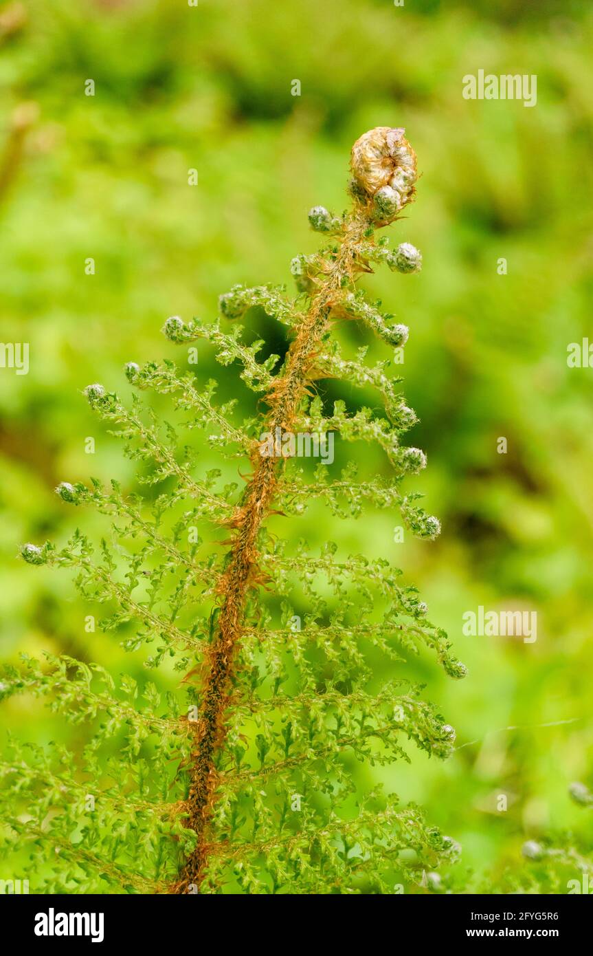 Selective focus of fern (Polypodiopsida) leaf Stock Photo - Alamy