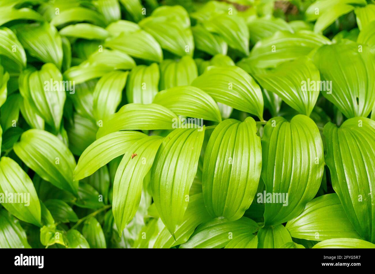 Green false hellebore (Veratrum viride) leaves Stock Photo - Alamy