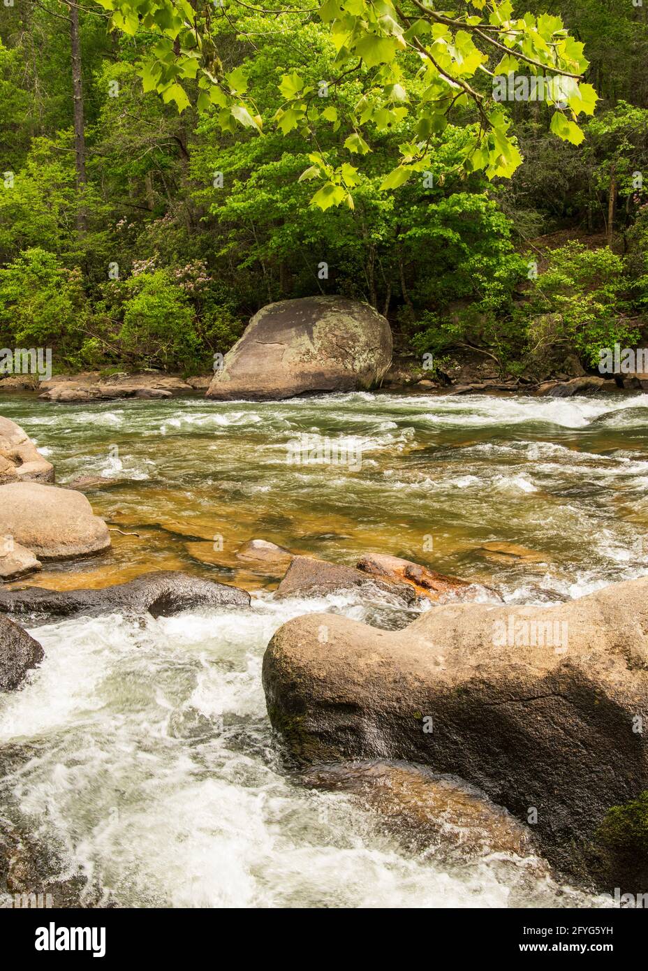 Rushing river flowing thru lush foliage in North Georgia. Toccoa River ...