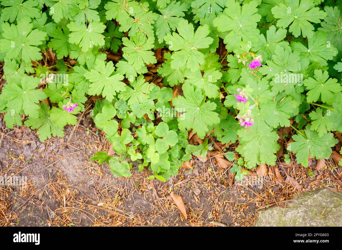 Top view of rock crane's-bill (Geranium macrorrhizum Stock Photo - Alamy