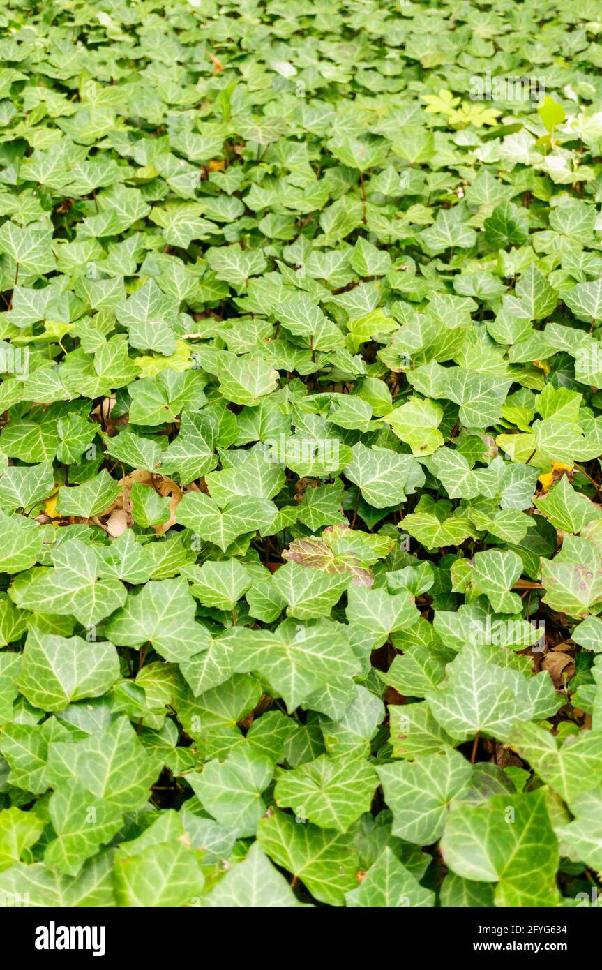 Beautiful background of ivy (Hedera helix Stock Photo - Alamy