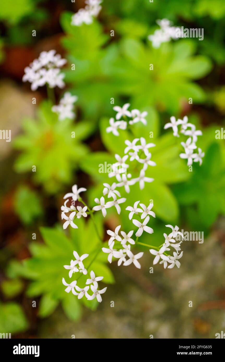 Cute Sweet Woodruff (Galium odoratum) flowers Stock Photo - Alamy