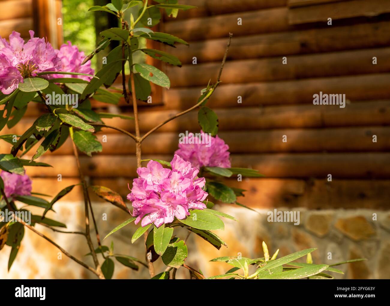 Catawba rhododendron rhododendron catawbiense hi-res stock photography ...
