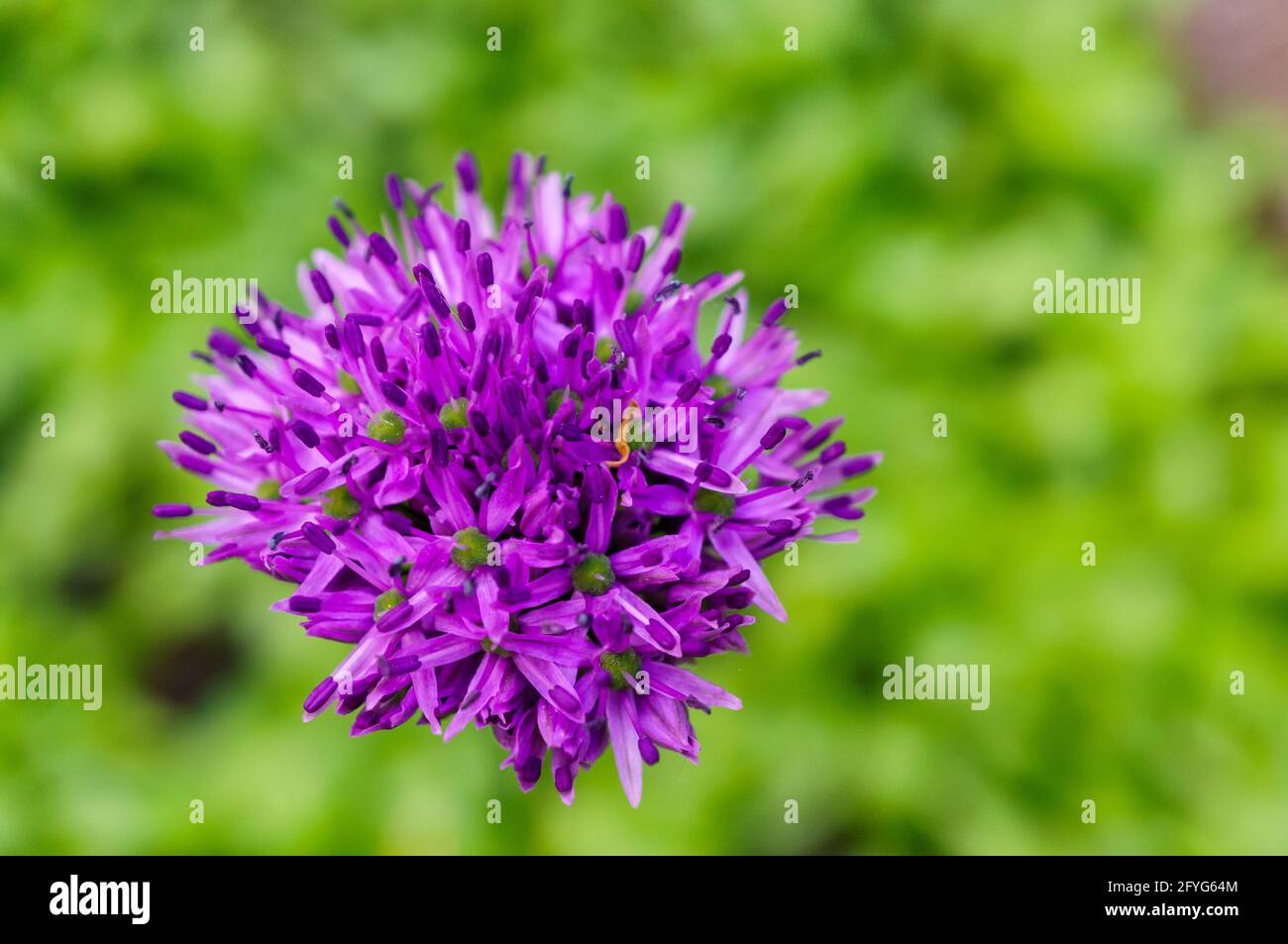 Allium pyrenaicum flower with copy space Stock Photo - Alamy