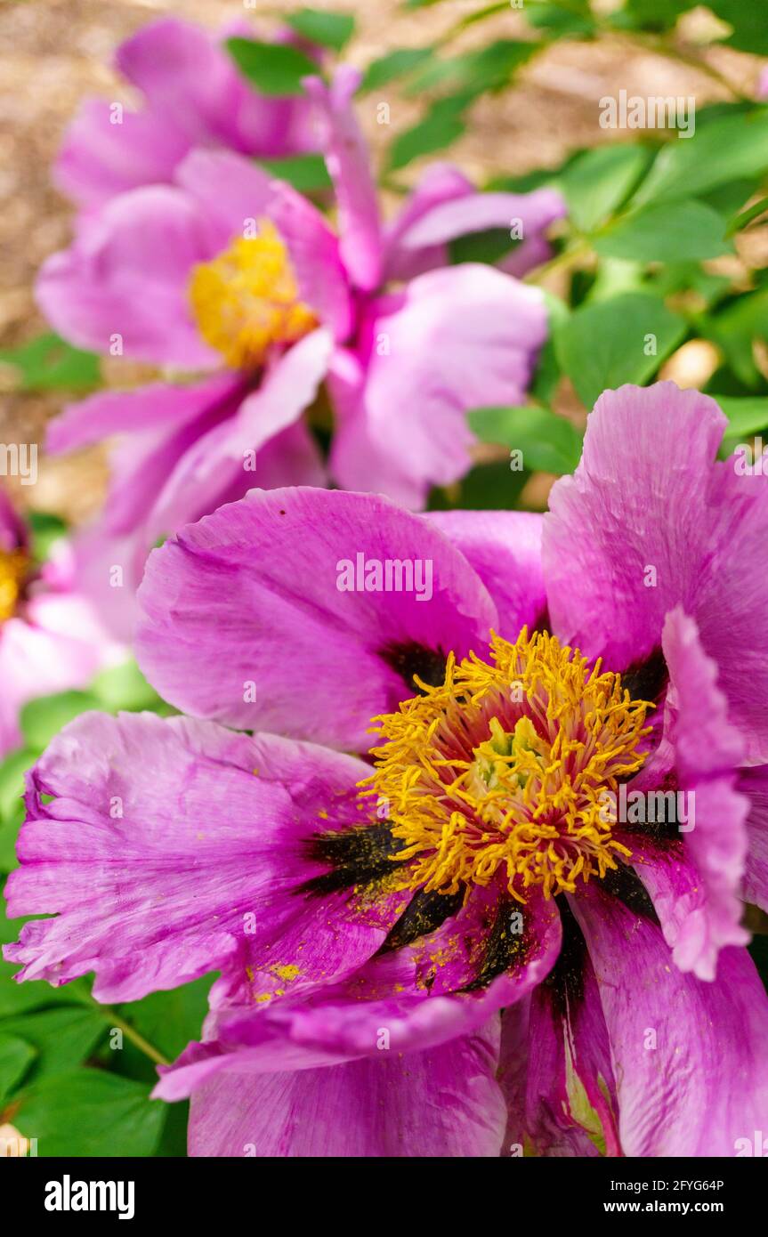 Cistus purpureus (Purple-Flowered Rock Rose) flowers Stock Photo - Alamy