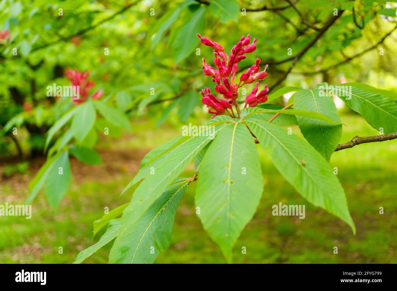 Closeup red buckeye tree hi-res stock photography and images - Alamy