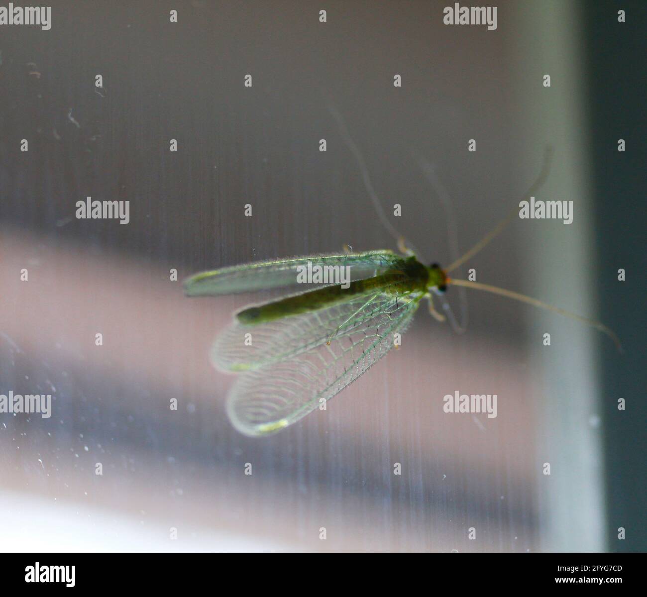 Glass winged bug hi-res stock photography and images - Alamy
