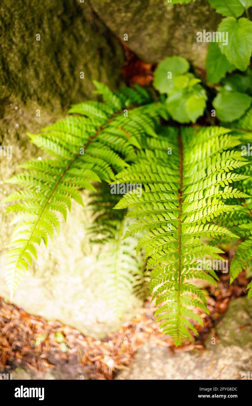 Top view of fern (Polypodiopsida) leaves Stock Photo - Alamy