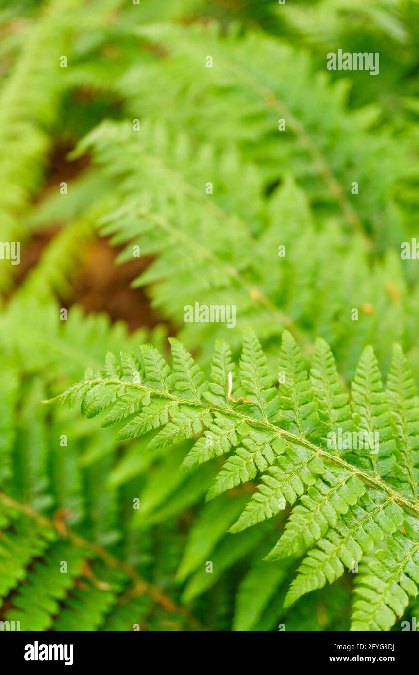 Beautiful green fern (Polypodiopsida) leaves Stock Photo - Alamy