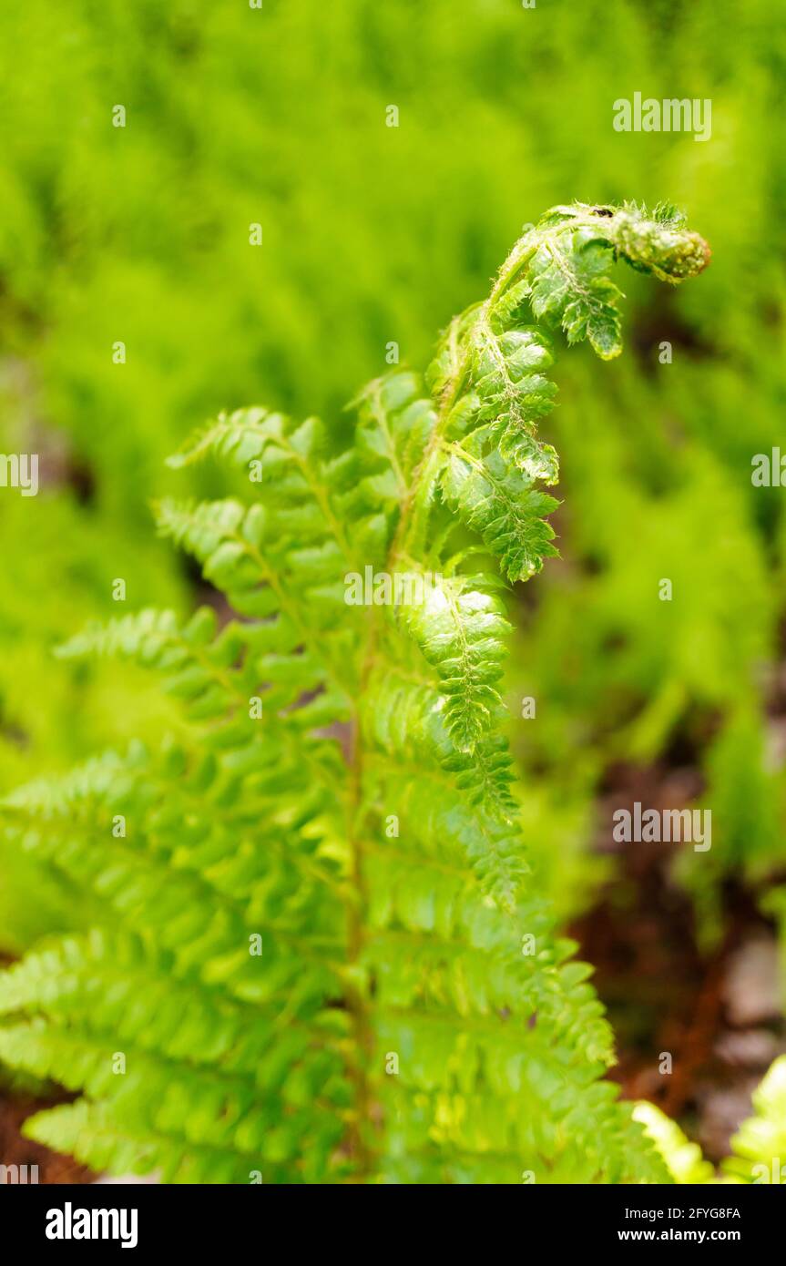 Closeup of fern (Polypodiopsida) leaf Stock Photo - Alamy