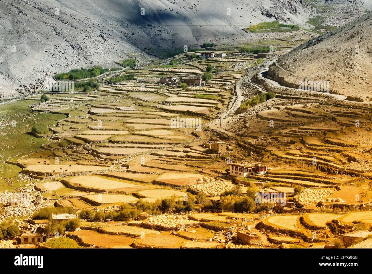 Beautiful ladakh landscape, green valley field with warm morning ...