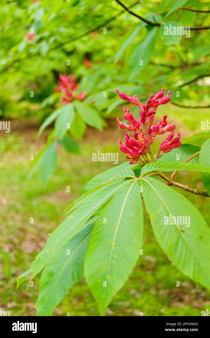 Red buckeye (Aesculus pavia) with copy space Stock Photo - Alamy