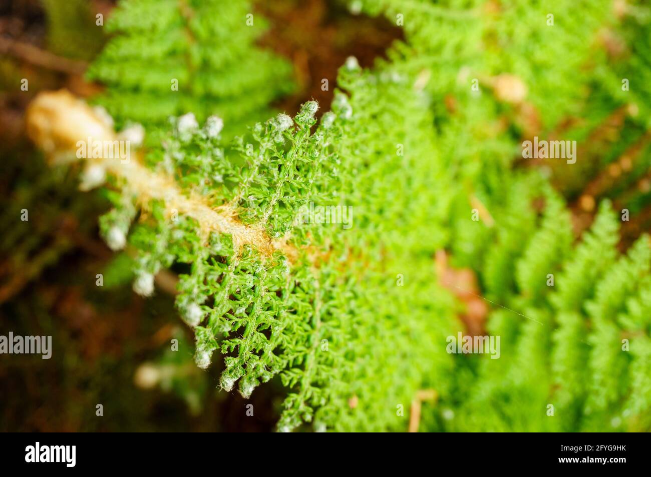 Top view of fern (Polypodiopsida) leaf Stock Photo - Alamy