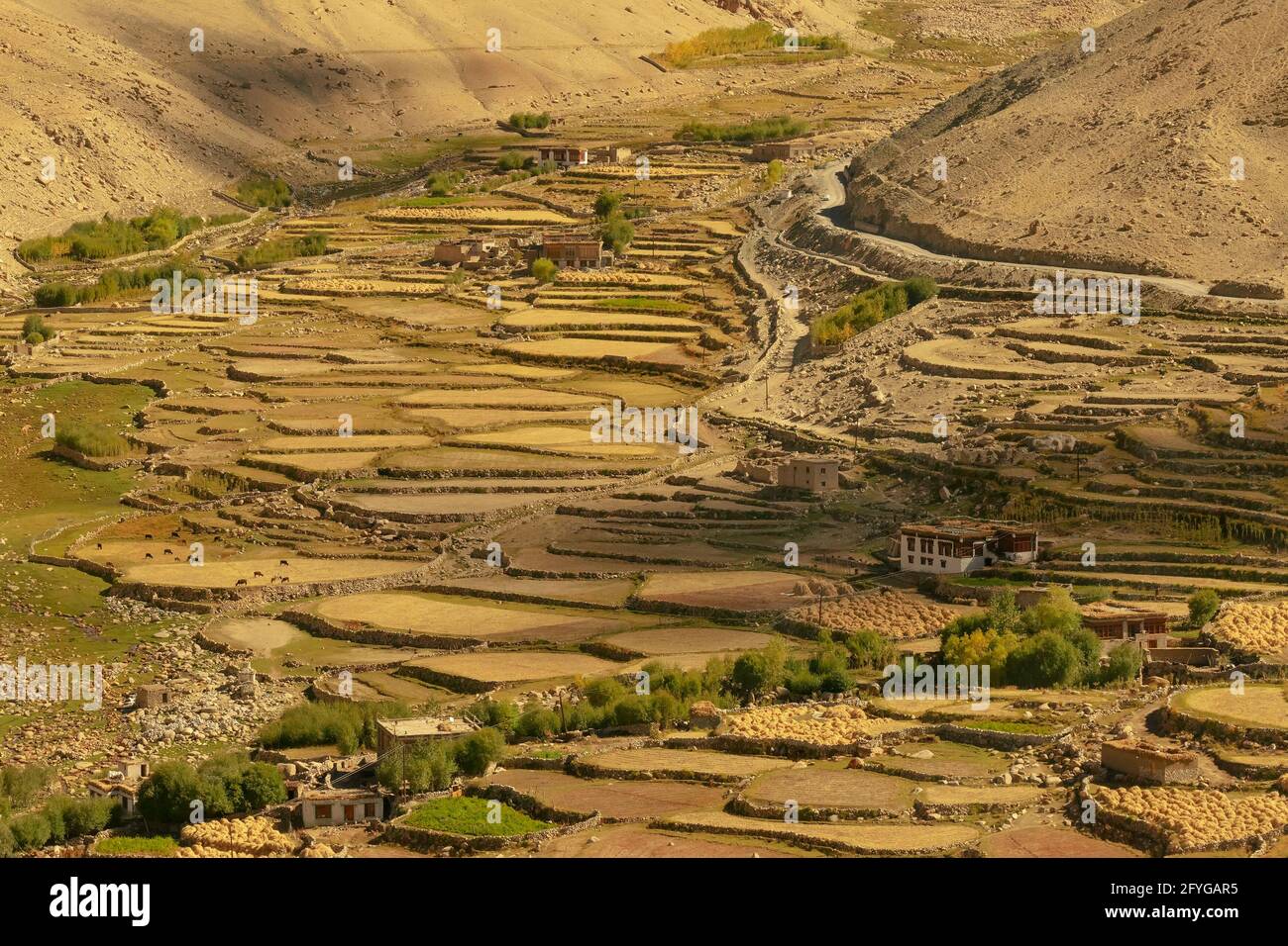 Beautiful ladakh agriculture landscape, green valley field with warm ...