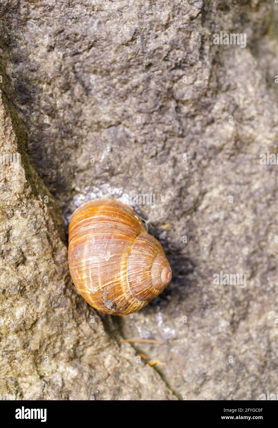Top view of snail shell on rock Stock Photo - Alamy