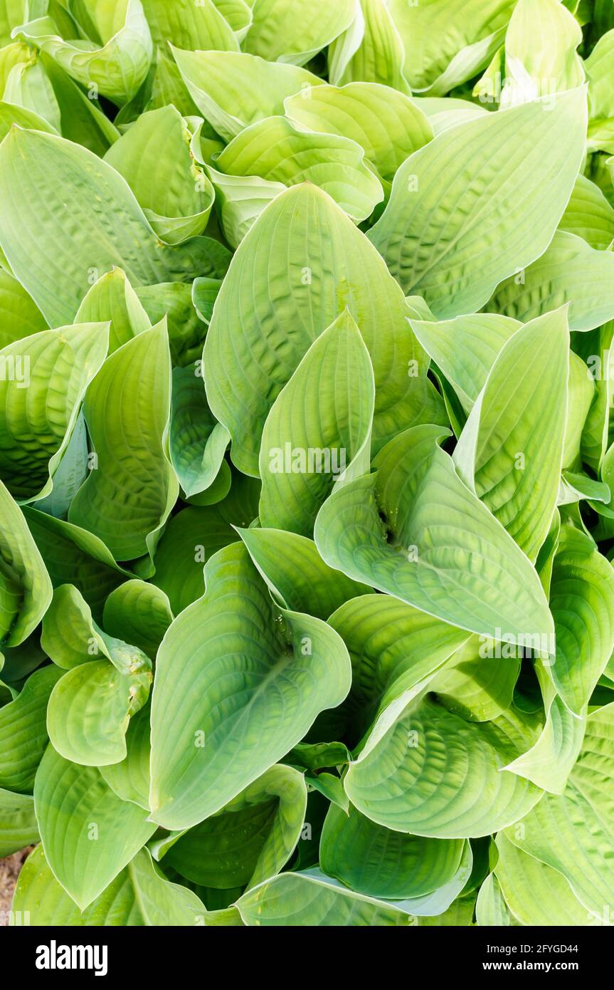 Top view of green August-lily (Hosta plantaginea) leaves Stock Photo ...