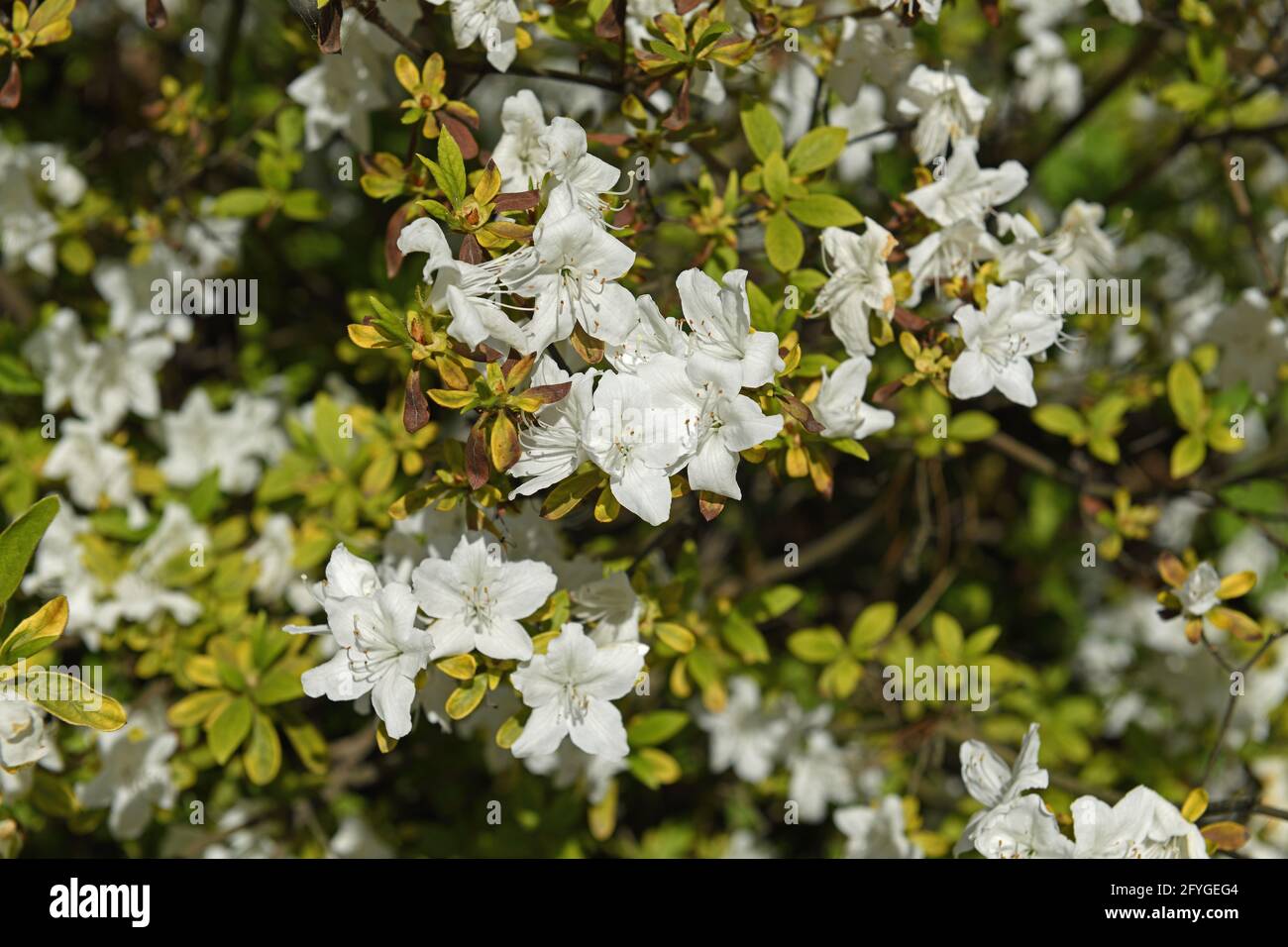 April reign hi-res stock photography and images - Alamy