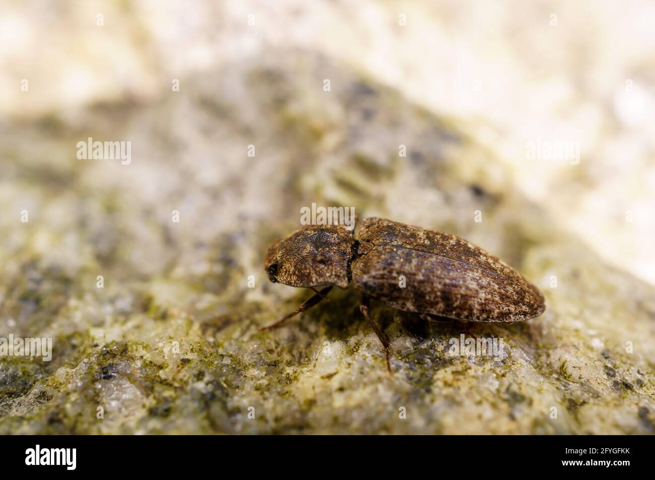 Amychus granulatus hi-res stock photography and images - Alamy