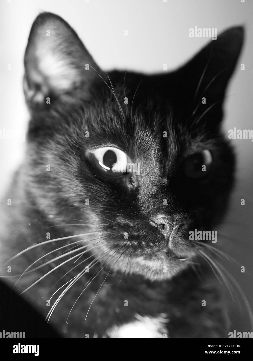 Grayscale portrait of black cat Stock Photo - Alamy