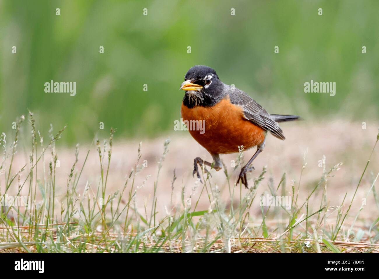 An American Robin is running in grass in a park in Coeur d'Alene, Idaho ...