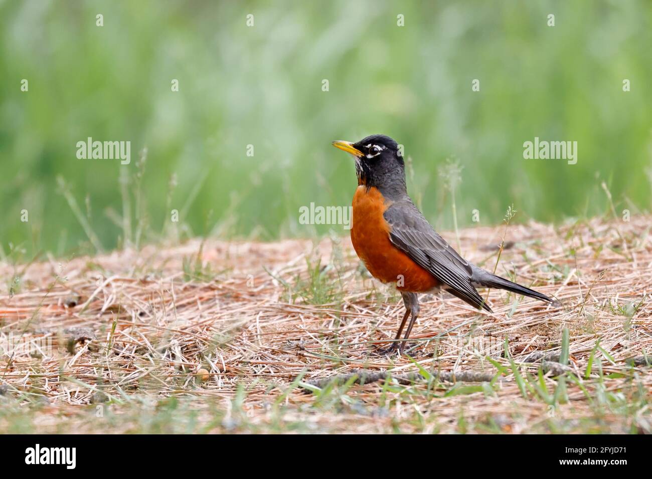 An American Robin is standing in grass in a park in Coeur d'Alene ...