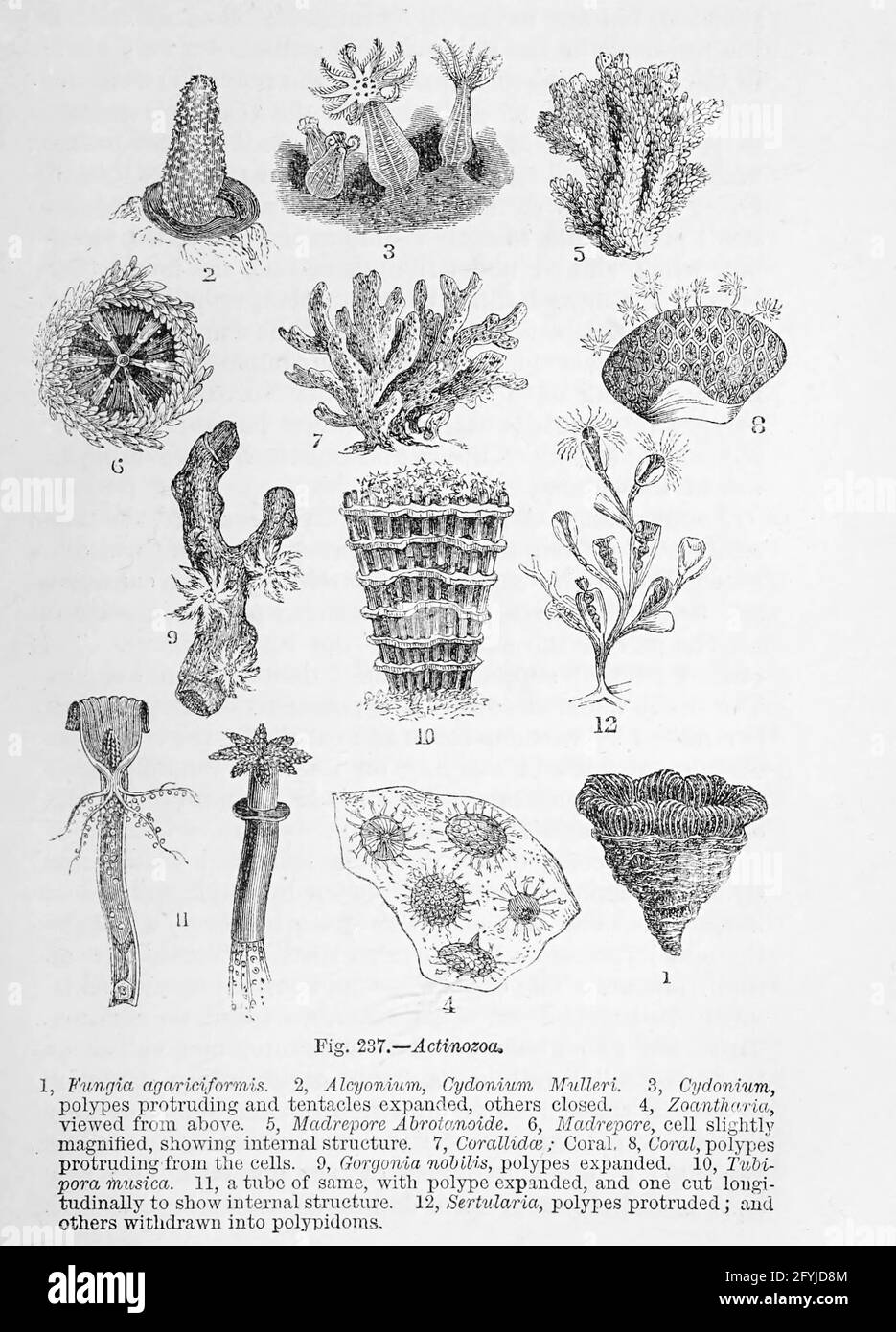 Cells under microscope From the book ' The microscope : its history ...