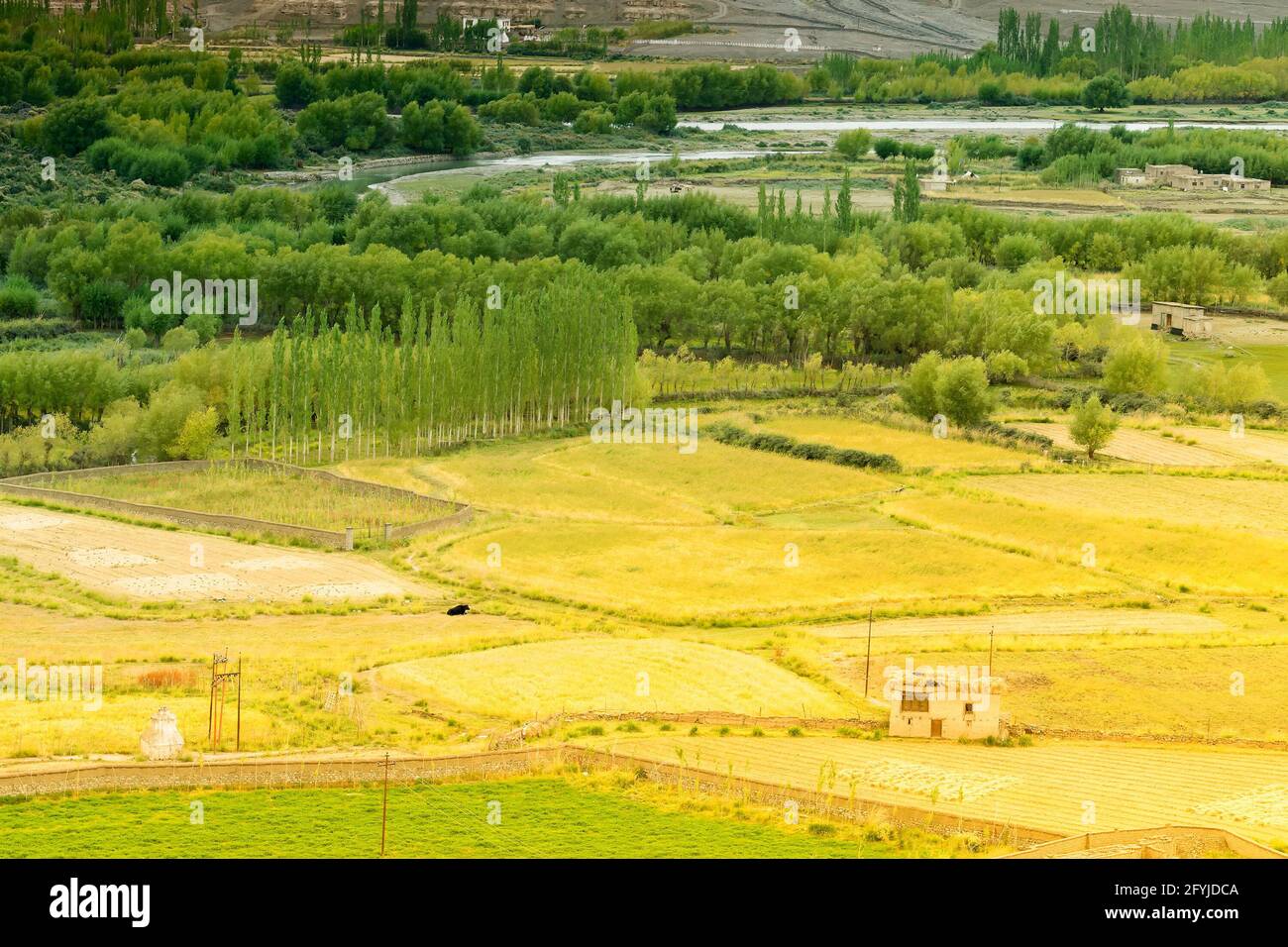 Rice fields kashmir hi-res stock photography and images - Alamy
