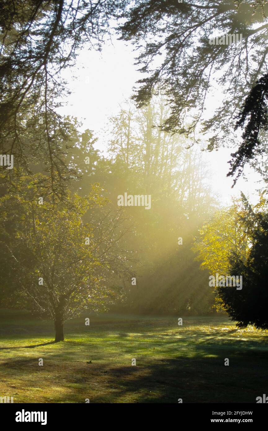 Shafts of light in the woods hi-res stock photography and images - Alamy