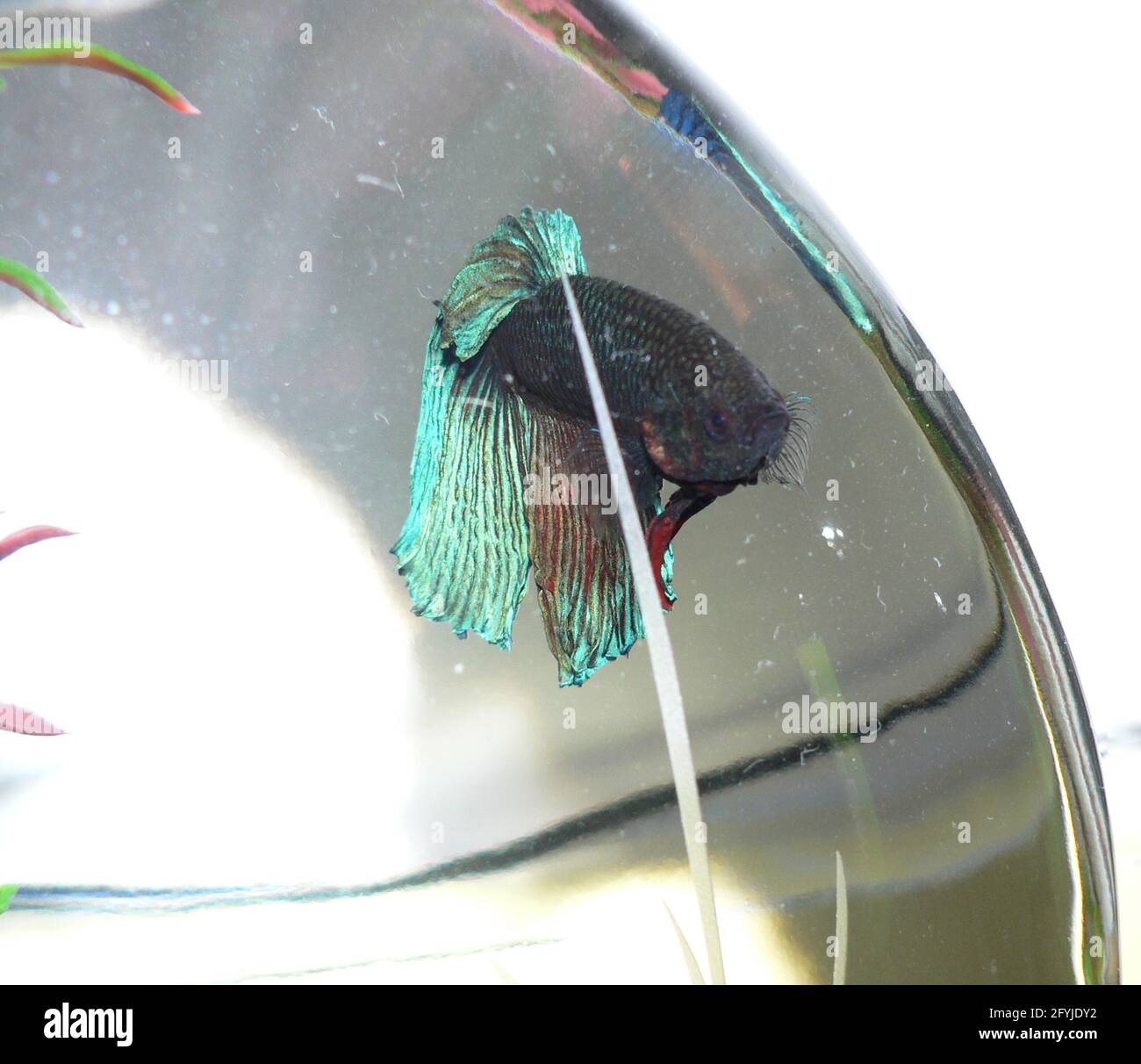 Betta Tropical Fish in a Curved Aquarium Stock Photo - Alamy
