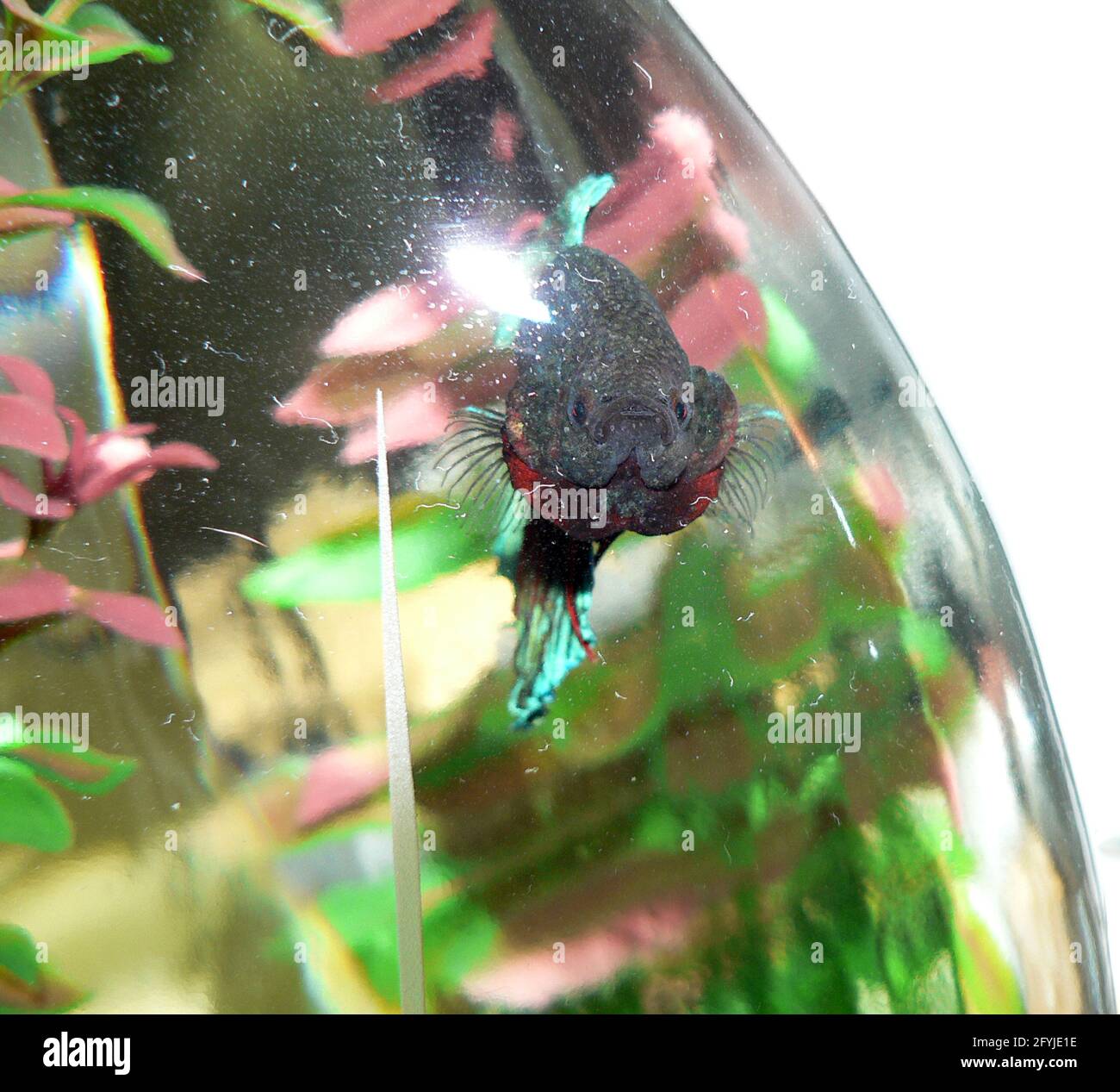 Betta Tropical Fish in a Curved Aquarium Stock Photo - Alamy