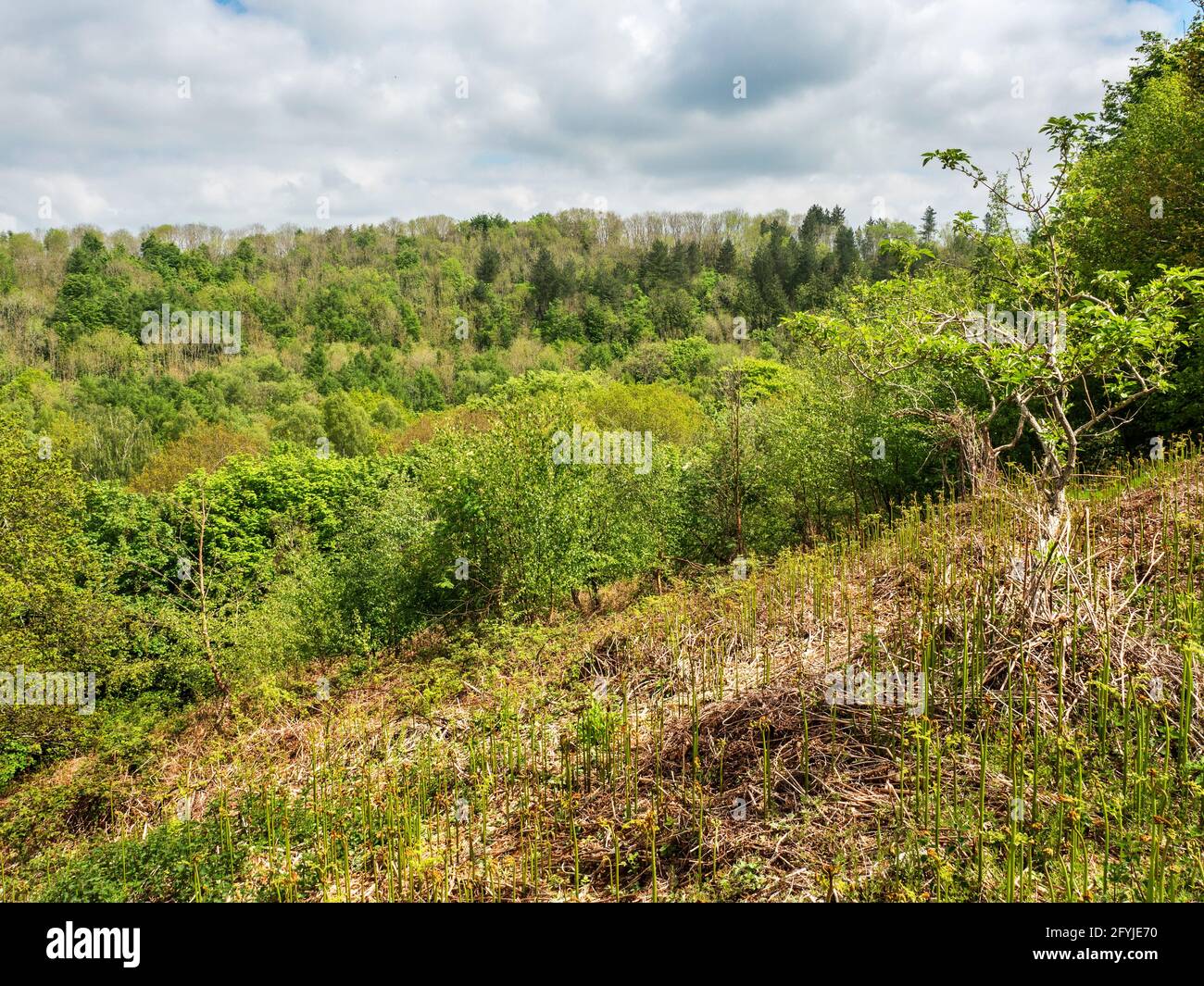 View over Nidd Gorge Woods from the upper path on the South Bank ...