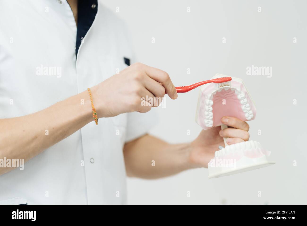 Dentist showing the correct dental hygiene using mock-up of skeleton of ...