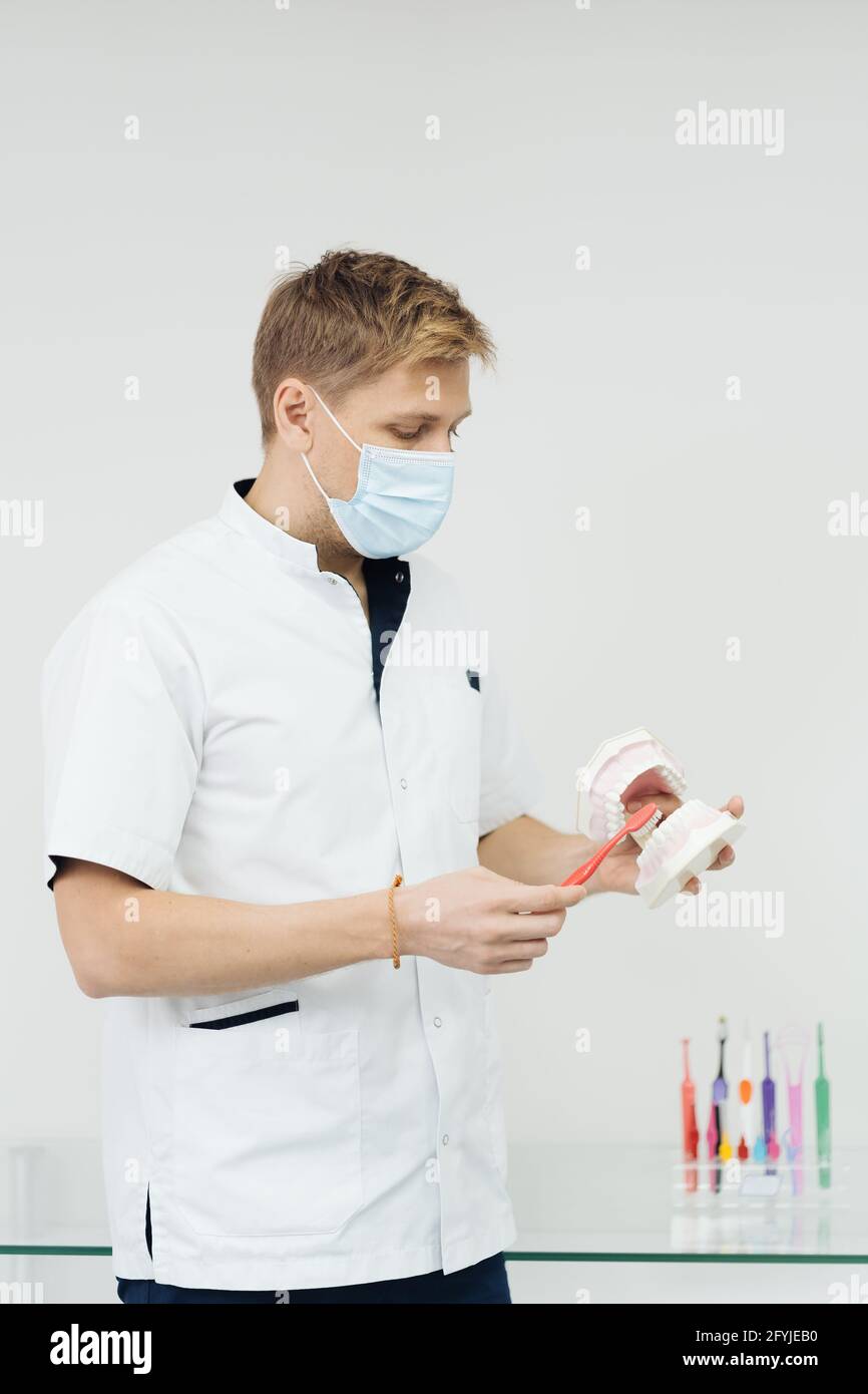 Dentist showing the correct dental hygiene using mock-up of skeleton of ...