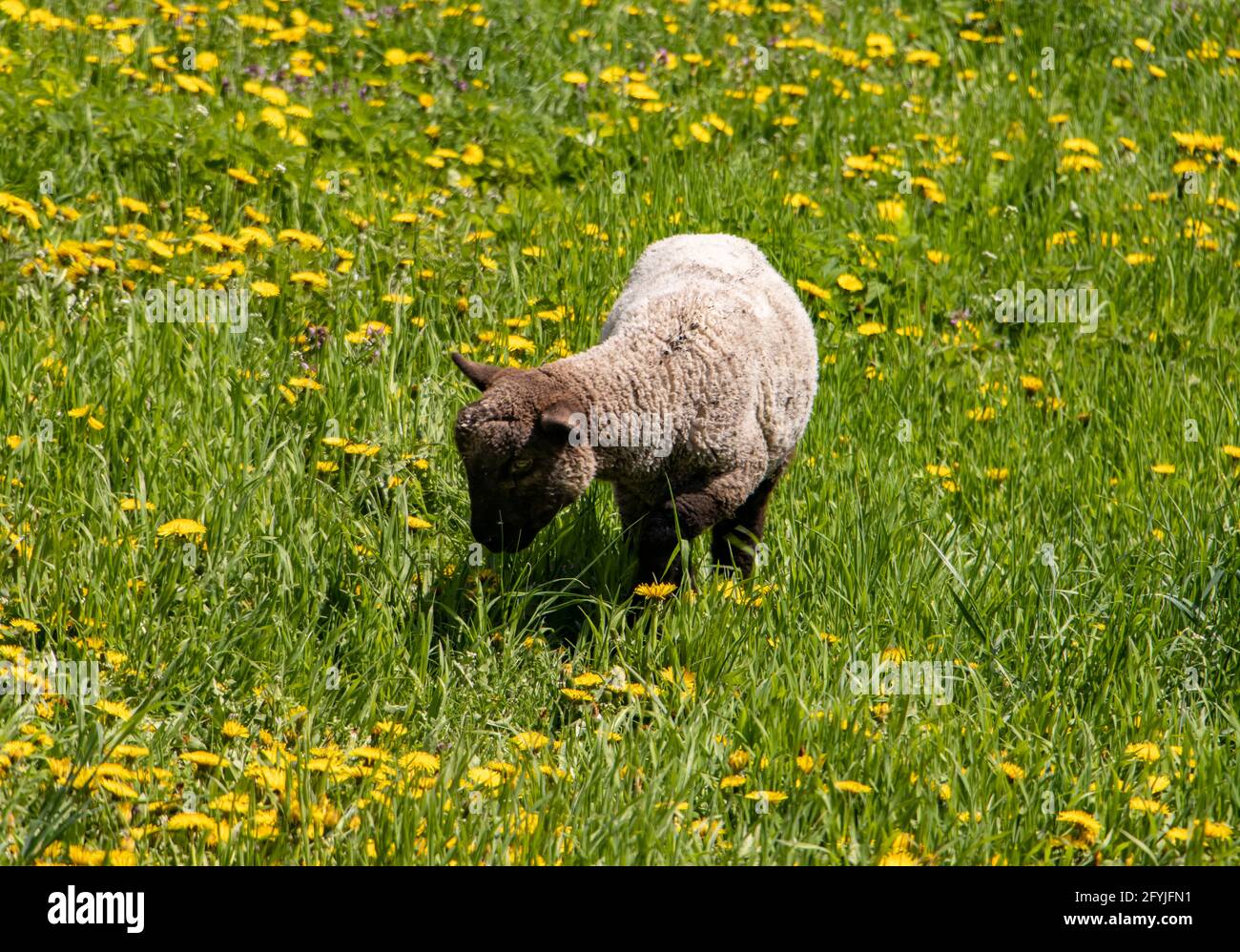 A sheep grazes on a green meadow with yellow dandelions Stock Photo - Alamy