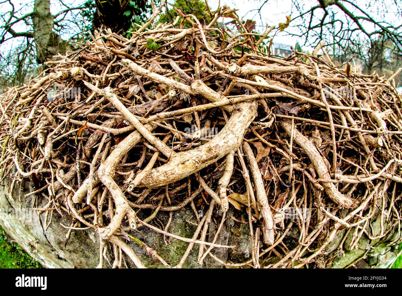 Dead branches hi-res stock photography and images - Alamy
