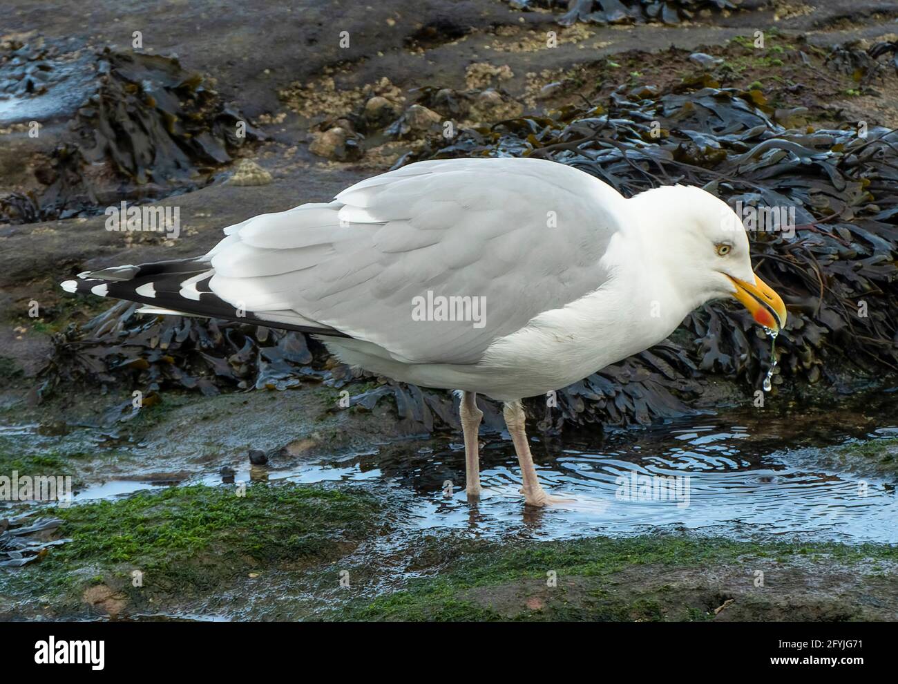 Seabird takes a drink in a tidal pool Stock Photo - Alamy