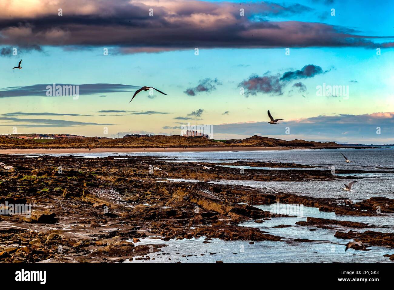 Bamburgh Castle seen from the harbor at Seahouses Stock Photo - Alamy